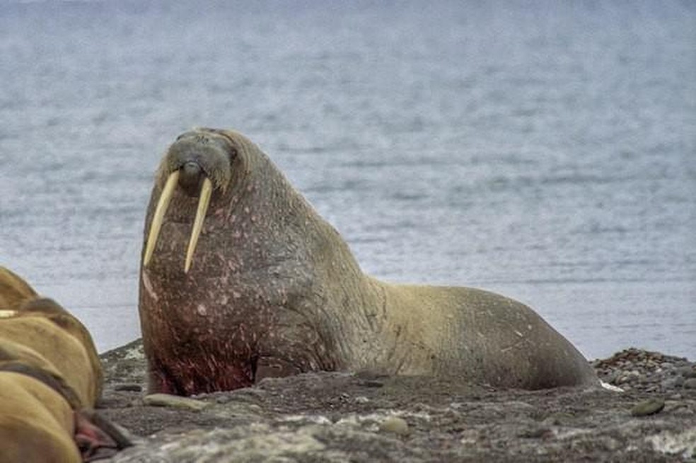 Conheça 9 espécies de animais que vivem no gelo | Comportamento | Vida ...