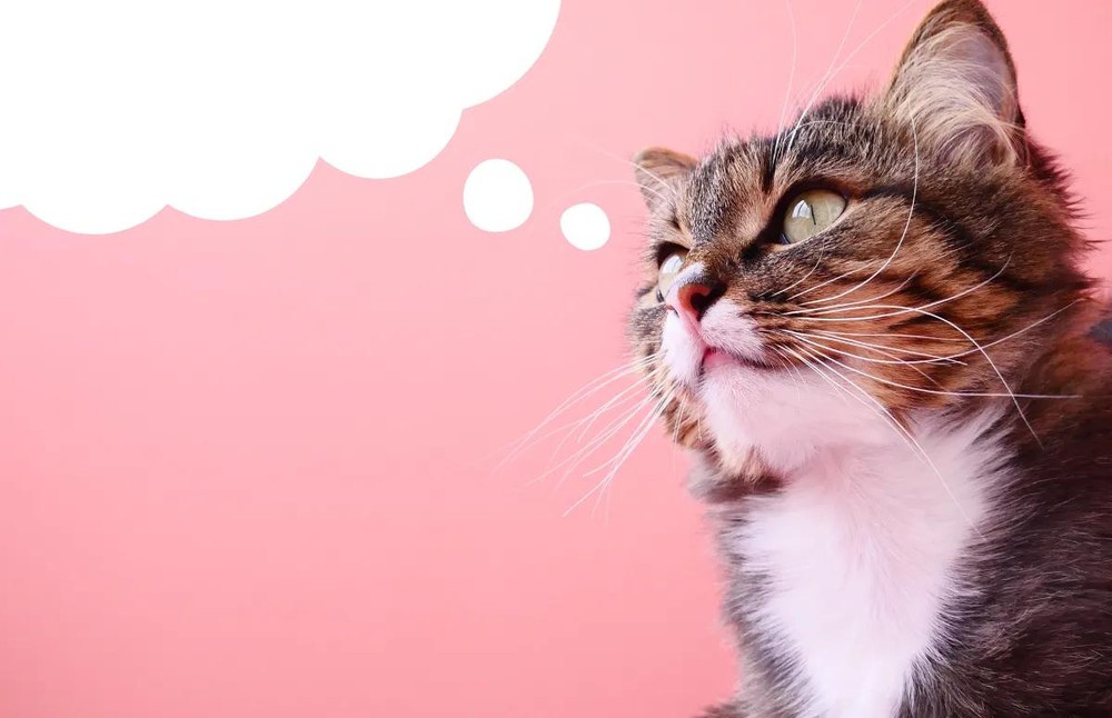 Desvendando a mente felina: como saber o que seu gato está pensando ...