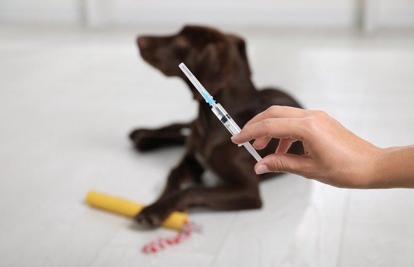 9 dicas para dar remédio líquido para o cachorro | Saúde | Vida de Bicho