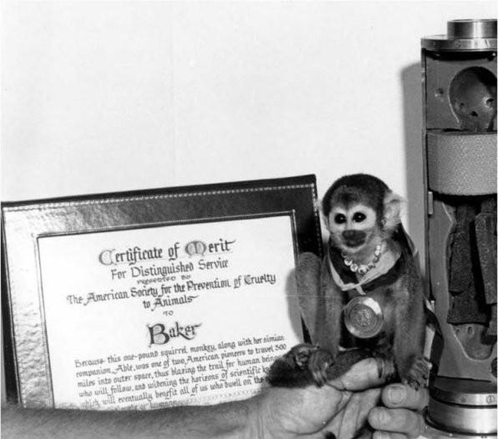 De atores a astronautas, relembre 8 macacos famosos | Comportamento ...