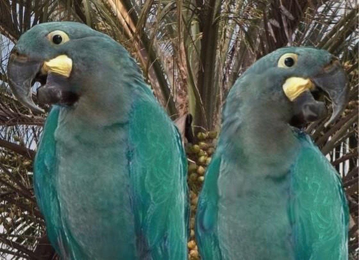 8 aves completamente extintas do planeta | Comportamento | Vida de Bicho