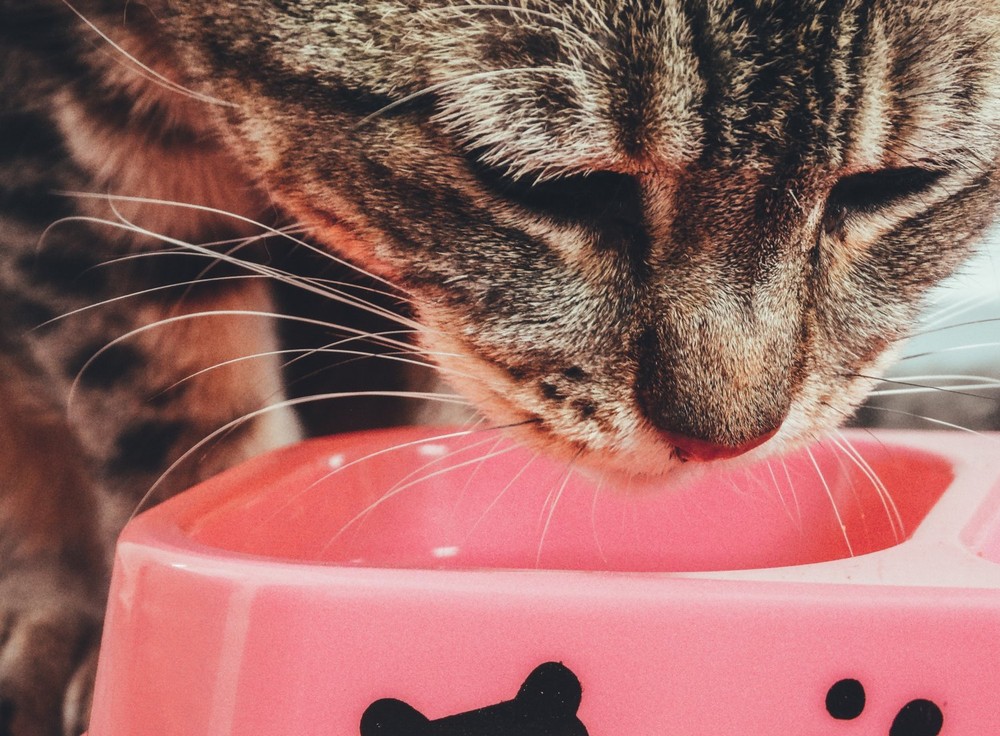 Anorexia em cães e gatos: sintomas, causas, prevenção e tratamento ...