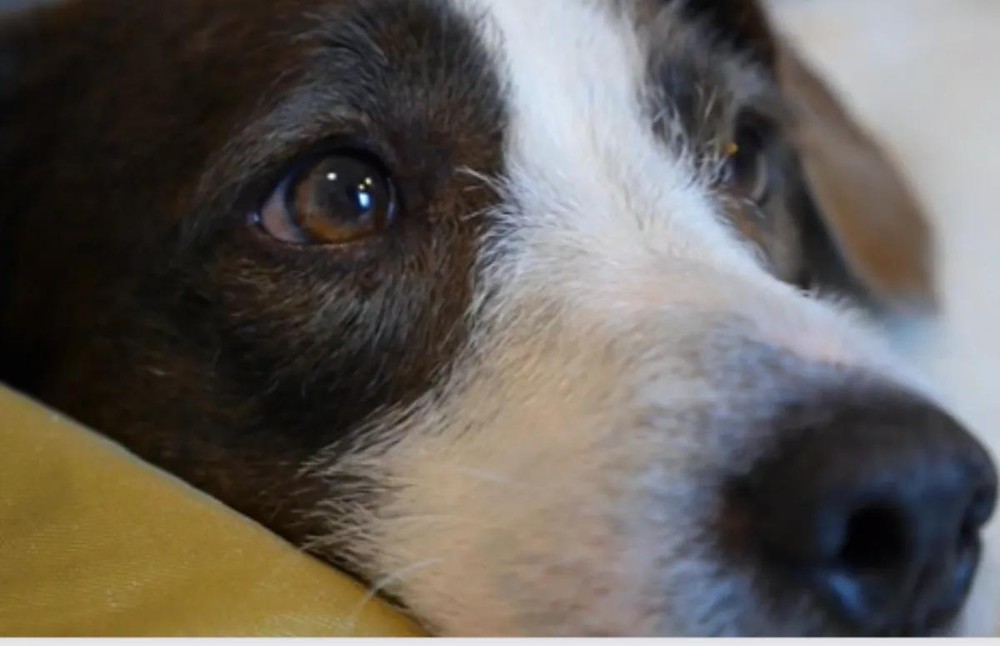 10 atitudes suas que podem deixar seu pet mais ansioso | Conexão Pet ...