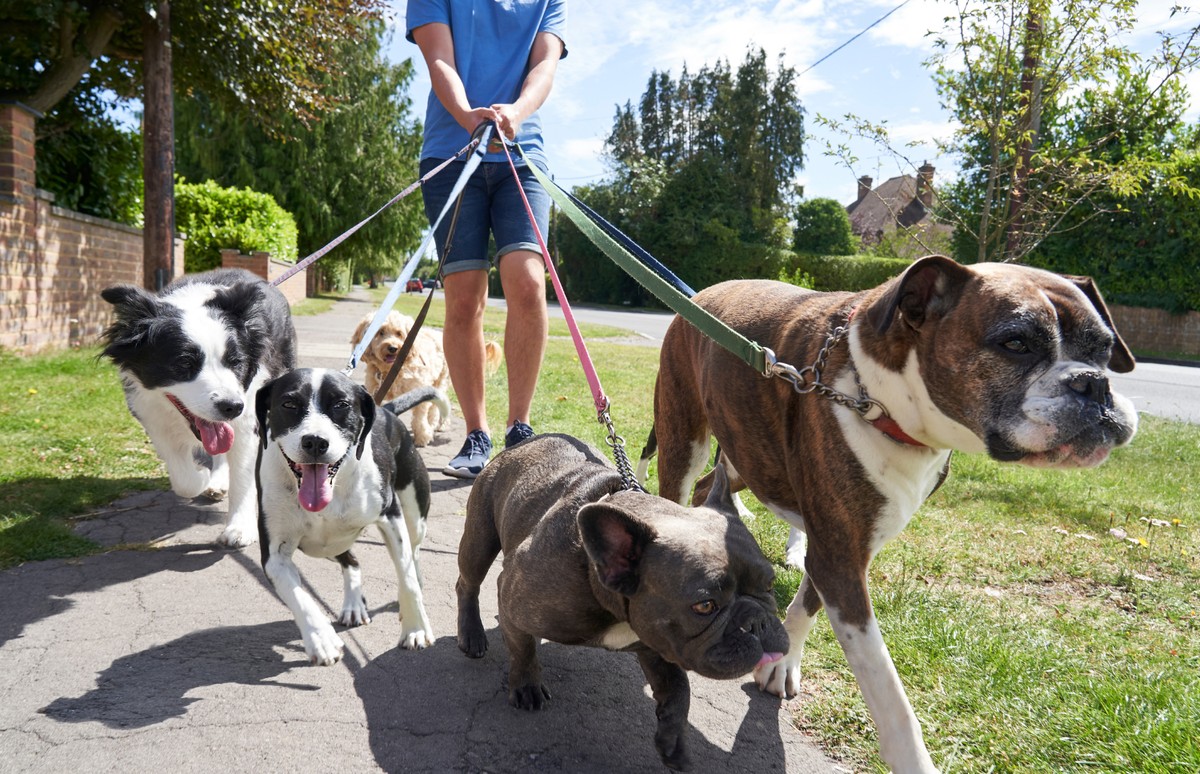 Passeadores de cachorro: quando eles podem ajudar na rotina com o pet | Comportamento | Vida de ...