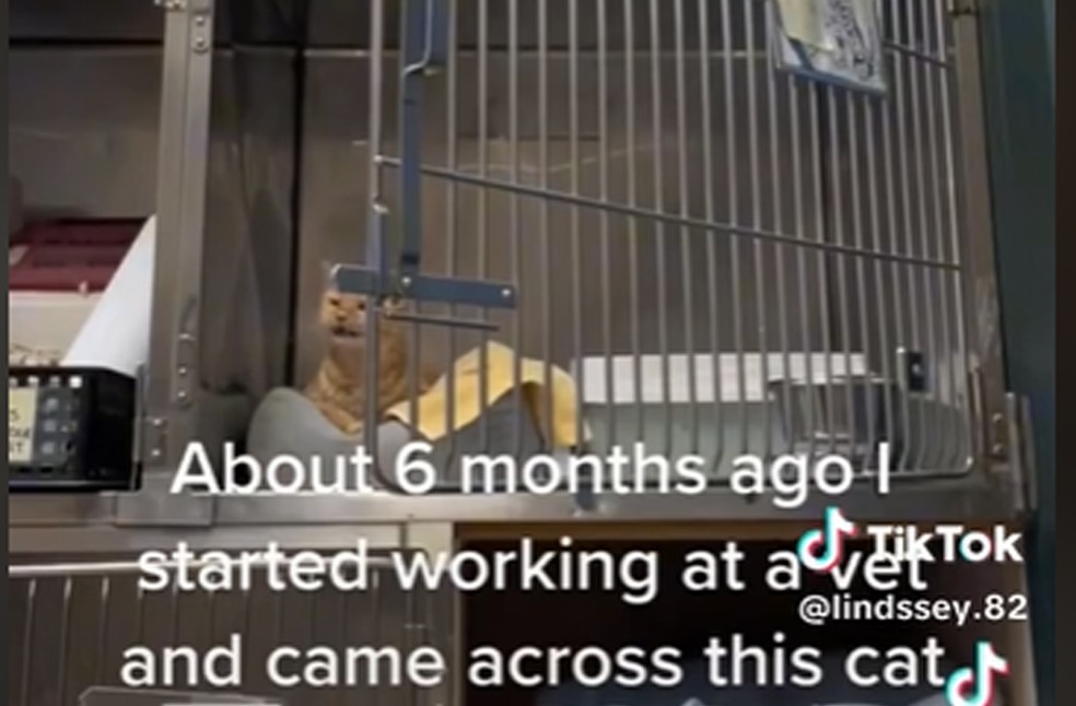 Após 12 anos de espera, gato que vivia em gaiola é adotado e ganha ...