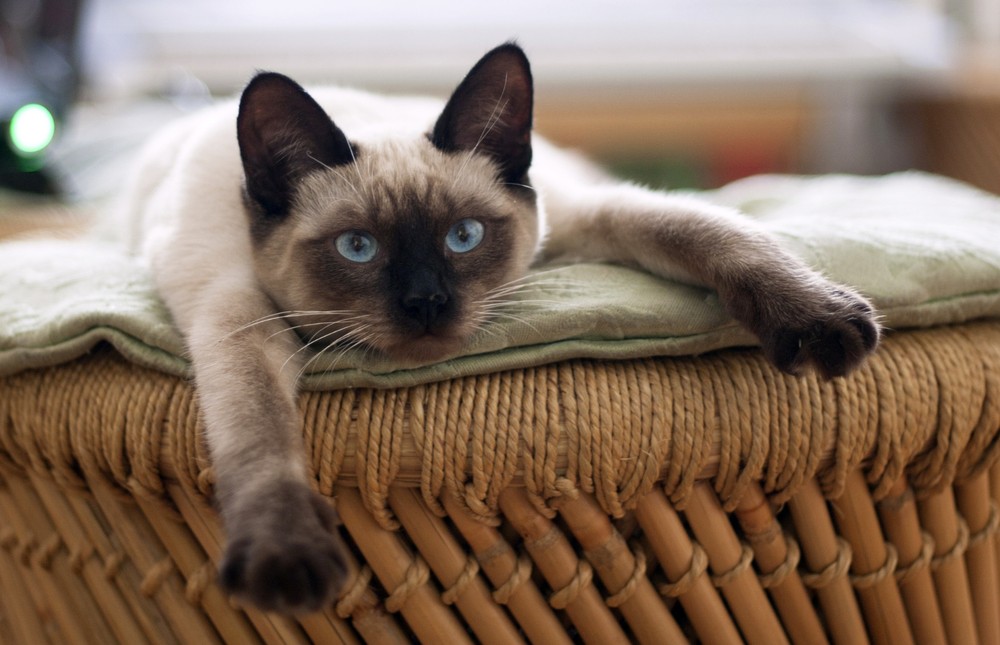 Dia do gato está chegando! Confira curiosidades sobre a espécie | Mundo ...