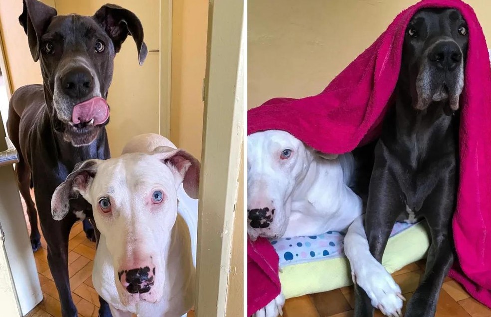 Cachorro gigante dá show de sensibilidade ao cuidar de 'irmã' surda ...