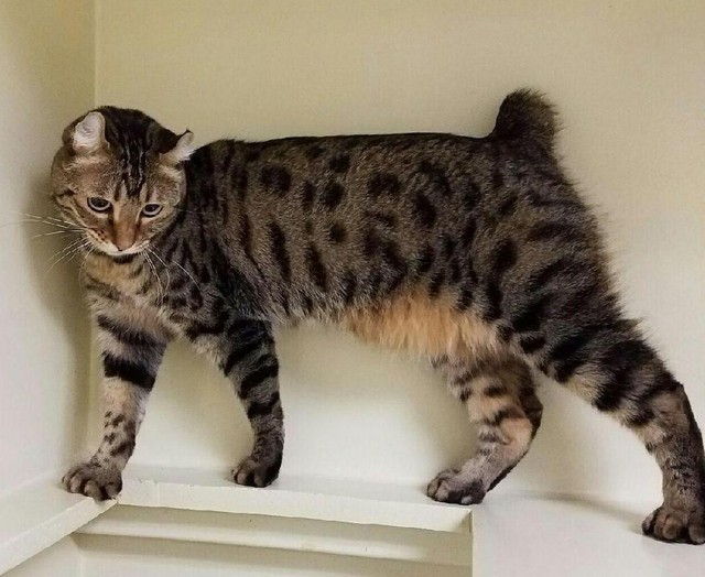 Gato lince doméstico: felino de aparência selvagem e comportamento ...