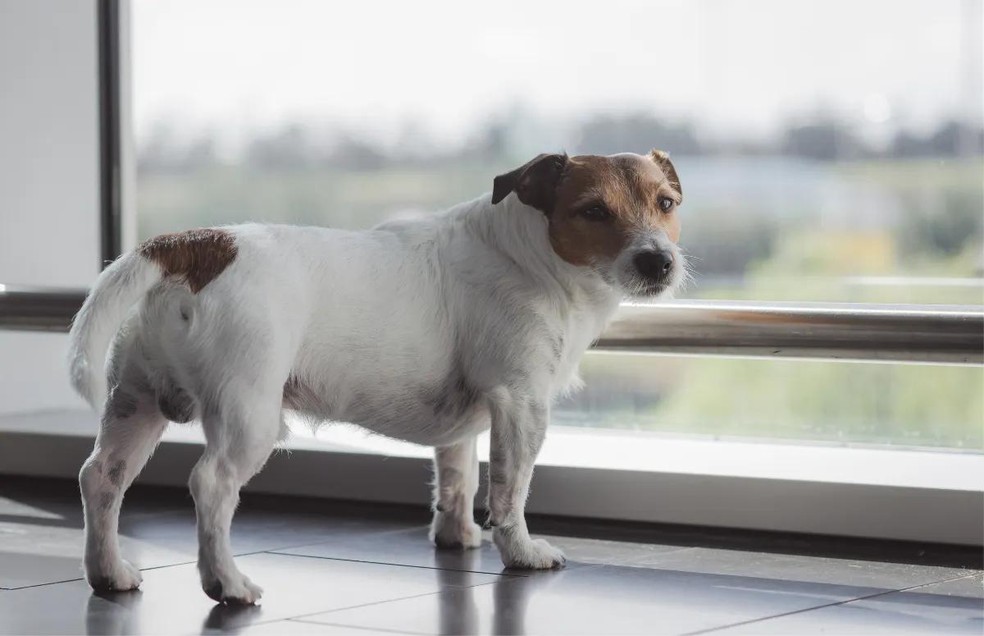 10 atitudes suas que podem deixar seu pet mais ansioso | Conexão Pet ...