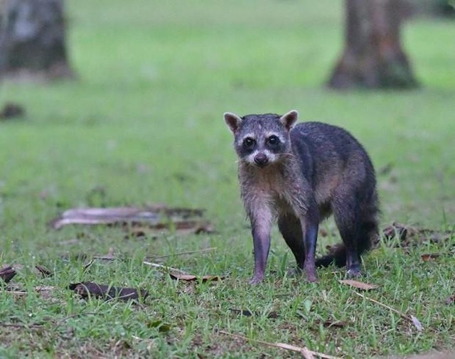 Férias no Rio de Janeiro: 9 passeios para apreciar a fauna local ...