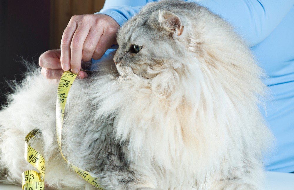 Queda de pelo em gatos: principais causas e como prevenir | Saúde ...