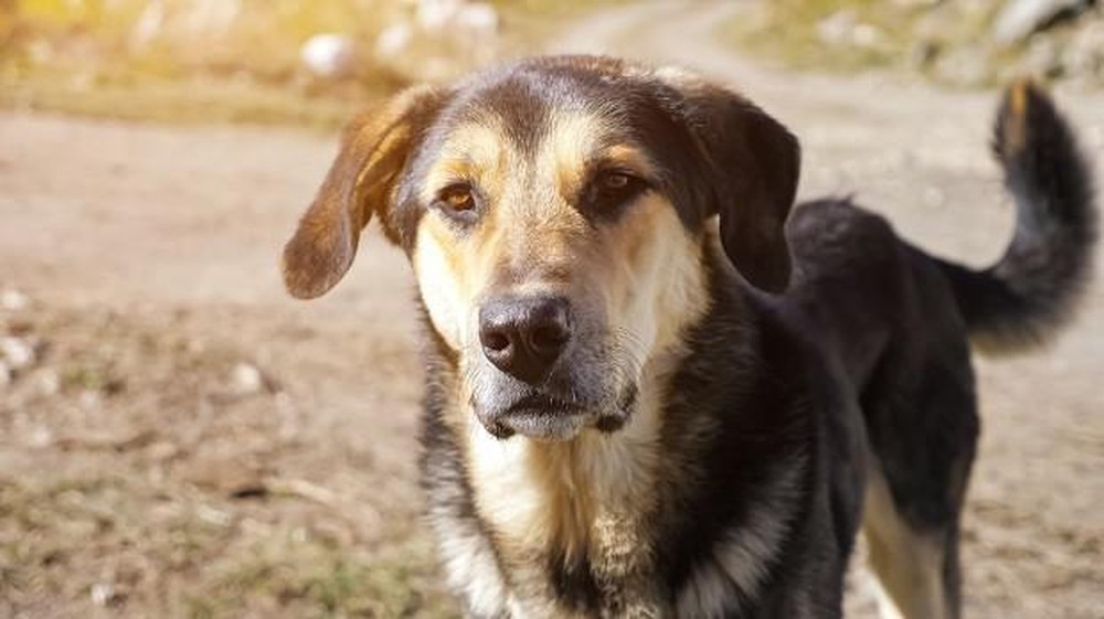 Demonstração de felicidade? Saiba por que os cães abanam o rabo ...