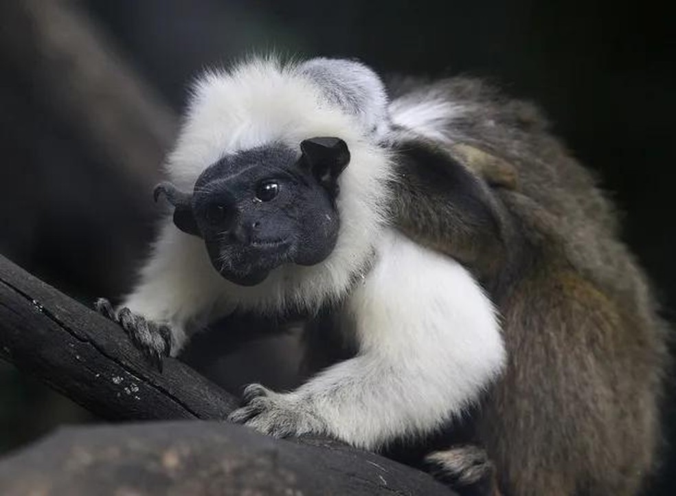 Conheça 9 macacos do Brasil ameaçados de extinção | Comportamento ...