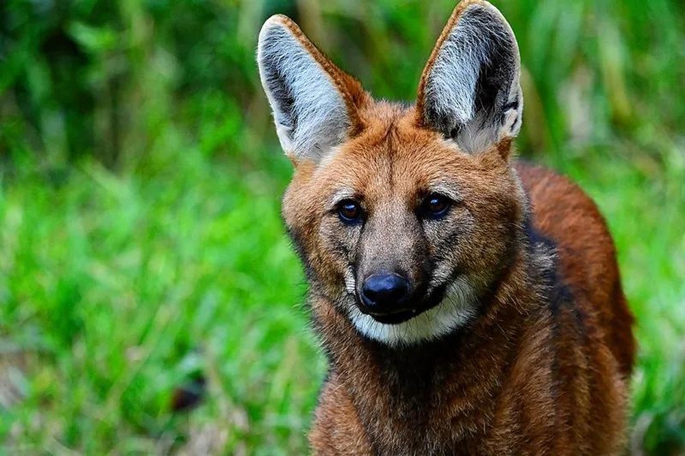 Lobo-guará: 27 coisas que você precisa saber sobre o animal brasileiro ...