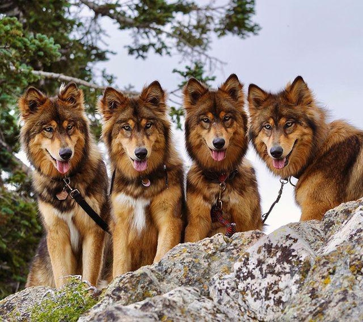 Influencers clonam seus pets para continuar "linhagem" e "legado ...