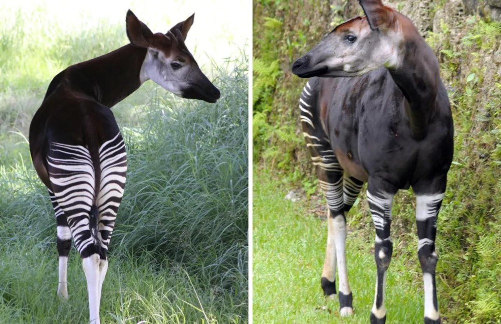 Nasce filhote de espécie rara, prima da girafa e com 'bumbum' de zebra ...