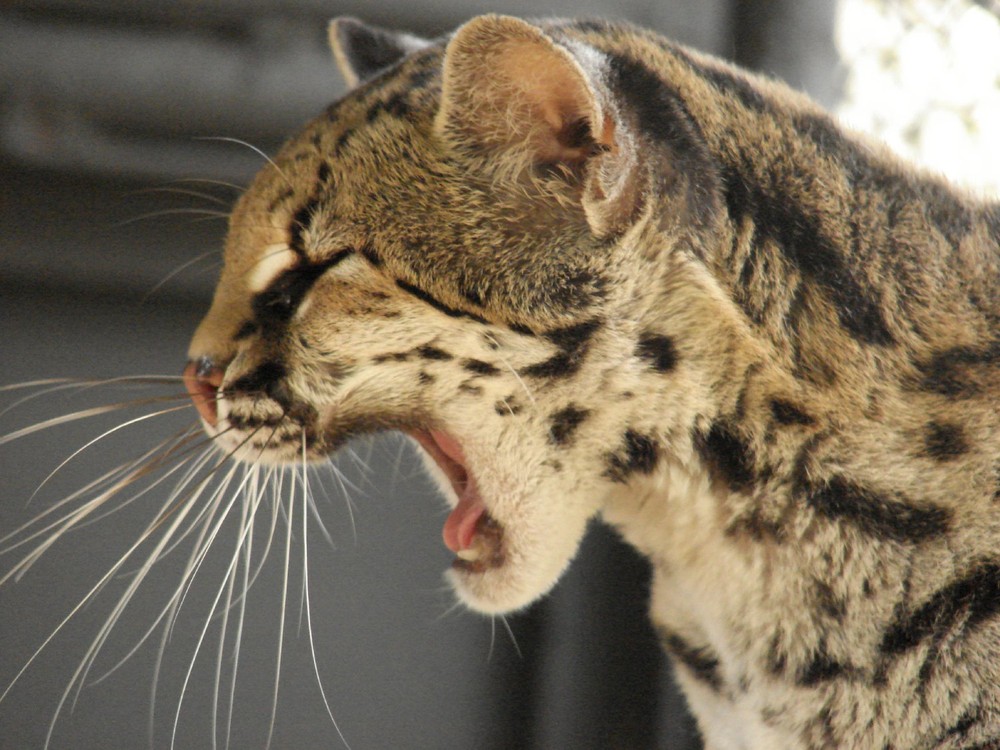 Conheça o gato-maracajá, felino adaptado para viver em árvores ...