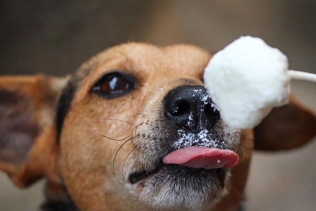 Cachorro pode comer sorvete? Sim, mas só os modelos pet friendly ...