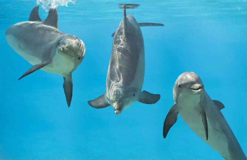 Prazer selvagem: as curiosidades sobre o sexo no mundo animal ...