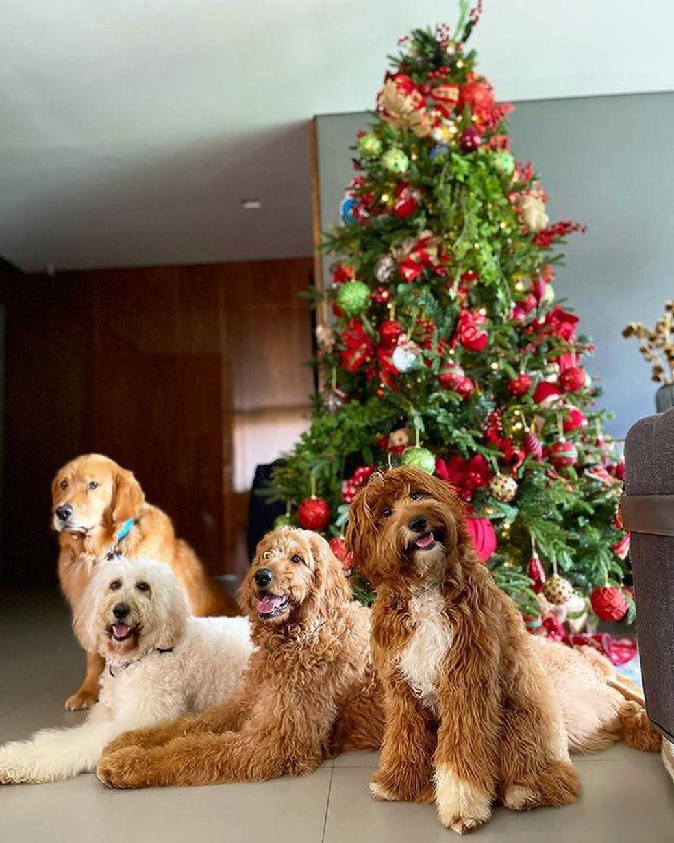 Marcos Mion posta reels com a cadela Pankeka e inunda Instagram de amor ...