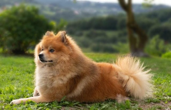 Conheça o chow chow, o felpudo cão independente | Raças | Vida de Bicho