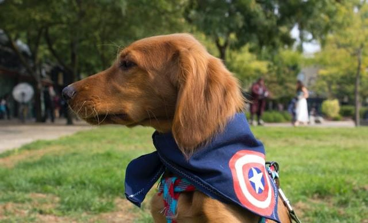 Dia do Orgulho Nerd: os nomes de pets inspirados no universo geek ...
