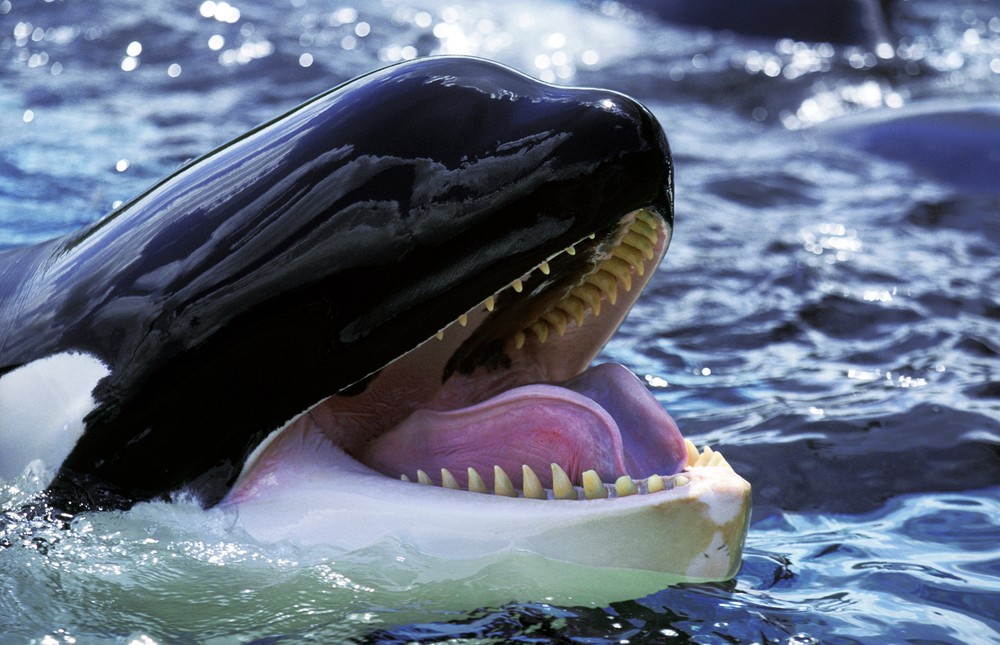 Orcas não são baleias e nem assassinas; entenda! | Biologia Aplicada ...