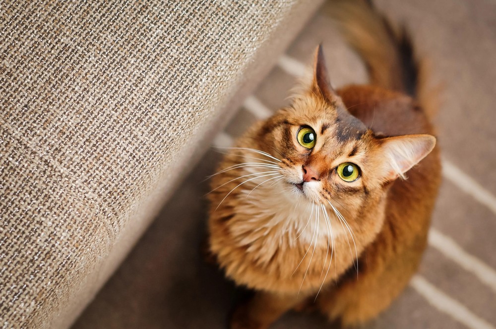 Gato somali, o felino de pelagem macia e aparência selvagem | Raças ...