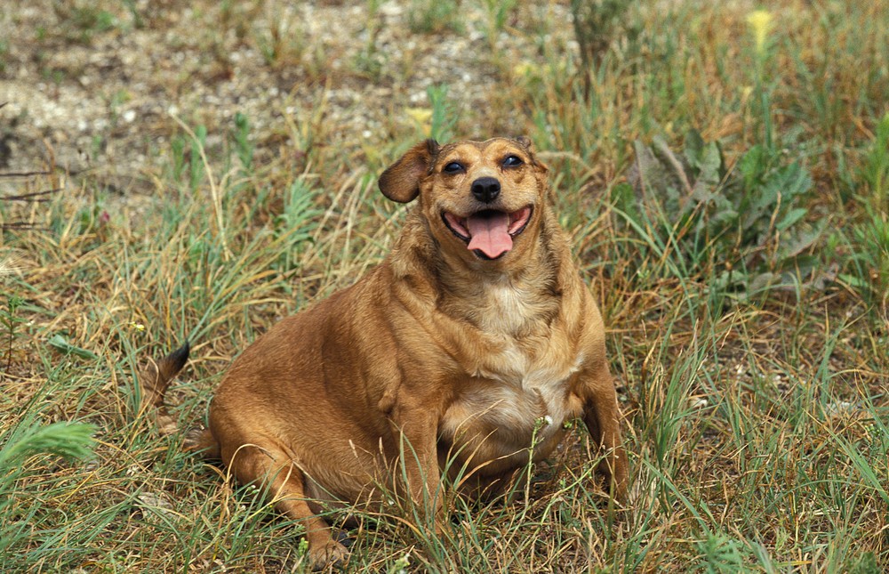 Como descobrir o peso ideal de um pet? Colunista revela técnicas ...