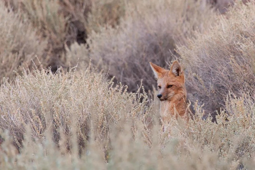 Raposa é felino? Especialistas sepultam a dúvida | Comportamento | Vida ...