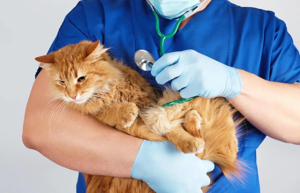 Setembro Lilás: mês de combate ao câncer em cães e gatos | Saúde | Vida ...