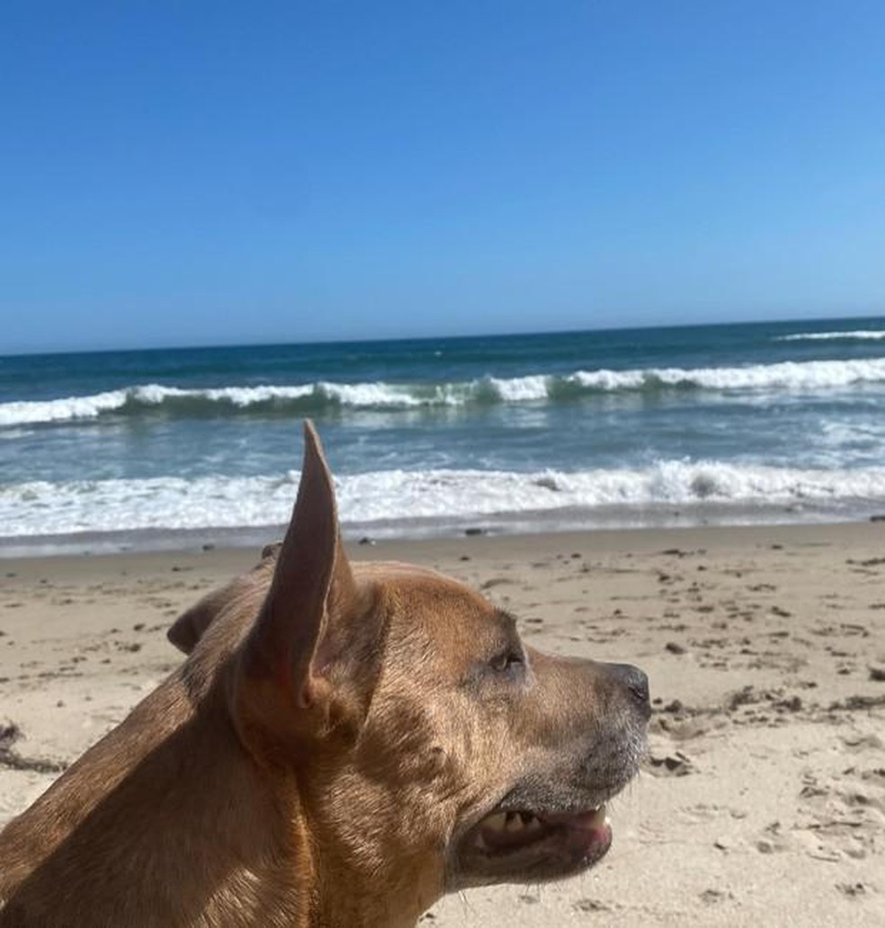 Halsey perde cachorro e desabafa sobre o momento em redes sociais ...