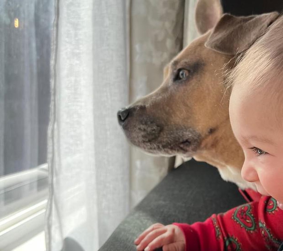 Halsey perde cachorro e desabafa sobre o momento em redes sociais ...