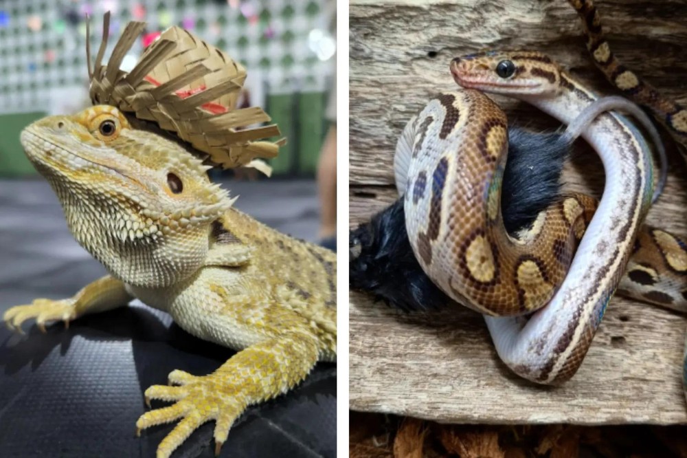 Macaco, cobra e mais: tutores revelam quanto custa ter um animal ...