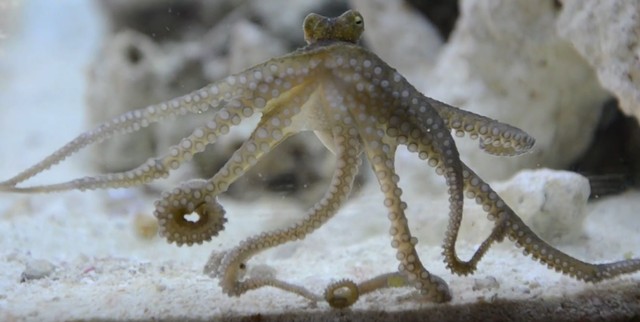 Amor selvagem: 9 rituais de acasalamento peculiares do mundo animal ...