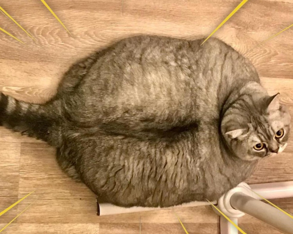 Gata viraliza nas redes e levanta preocupação sobre obesidade felina ...
