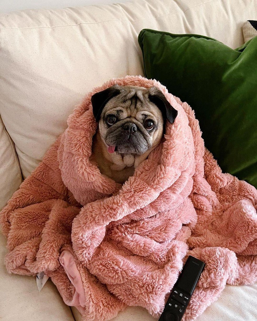 10 pet influencers do Tiktok que você precisa conhecer | Comportamento ...