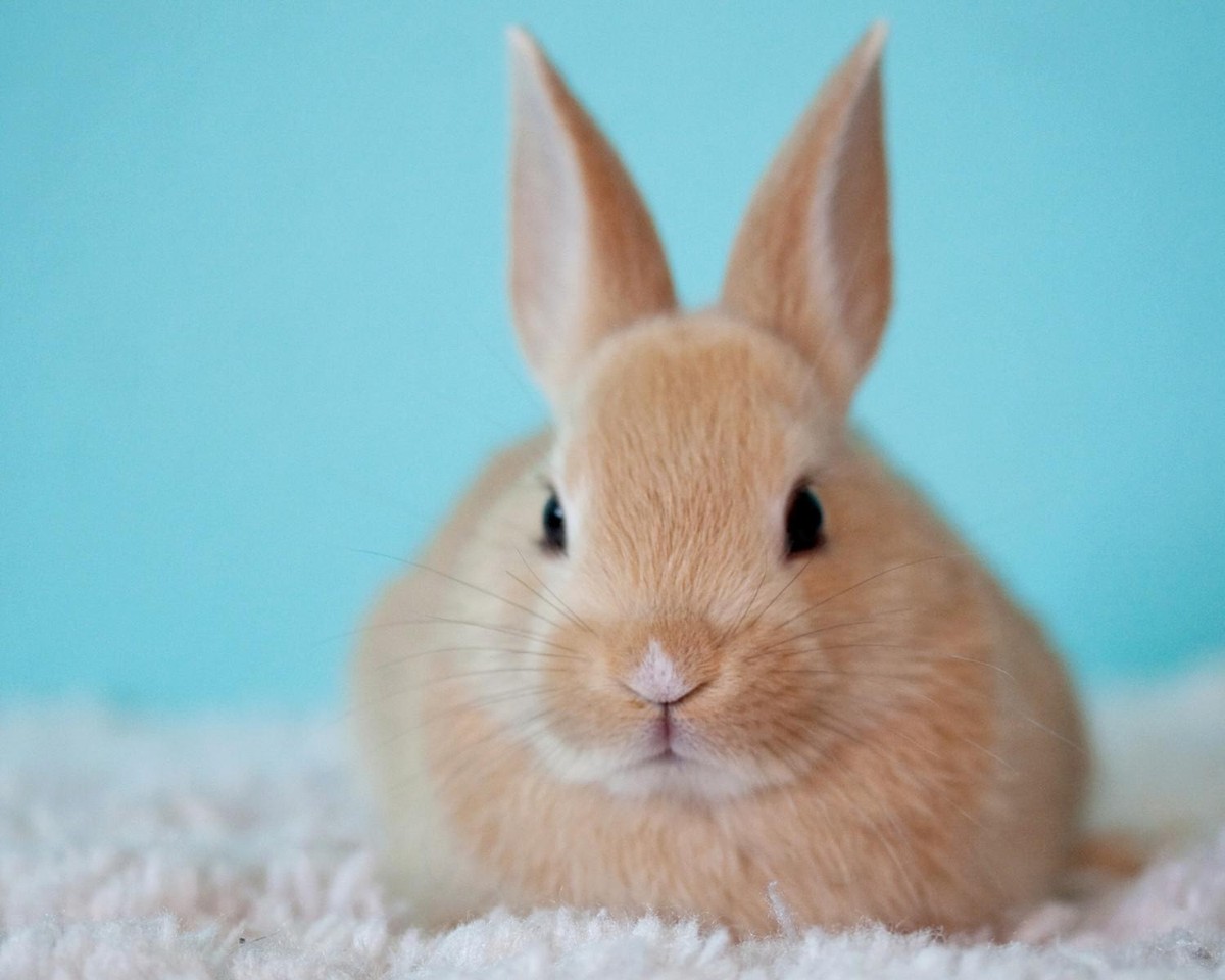 O que você precisa saber antes de adotar um coelho | Comportamento ...