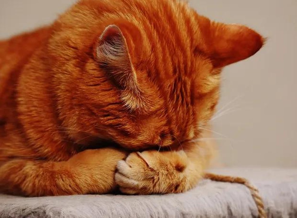 Herpes felina: causas, sintomas e prevenção | Saúde | Vida de Bicho