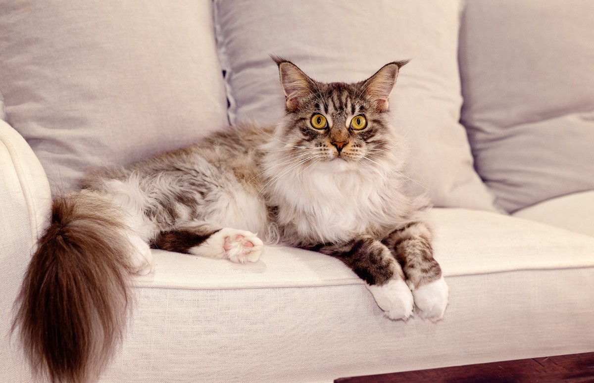 Queda de pelo em gatos: principais causas e como prevenir | Saúde ...