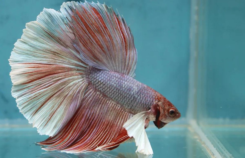 Peixe betta: cuidados gerais com a espécie | Comportamento | Vida de Bicho