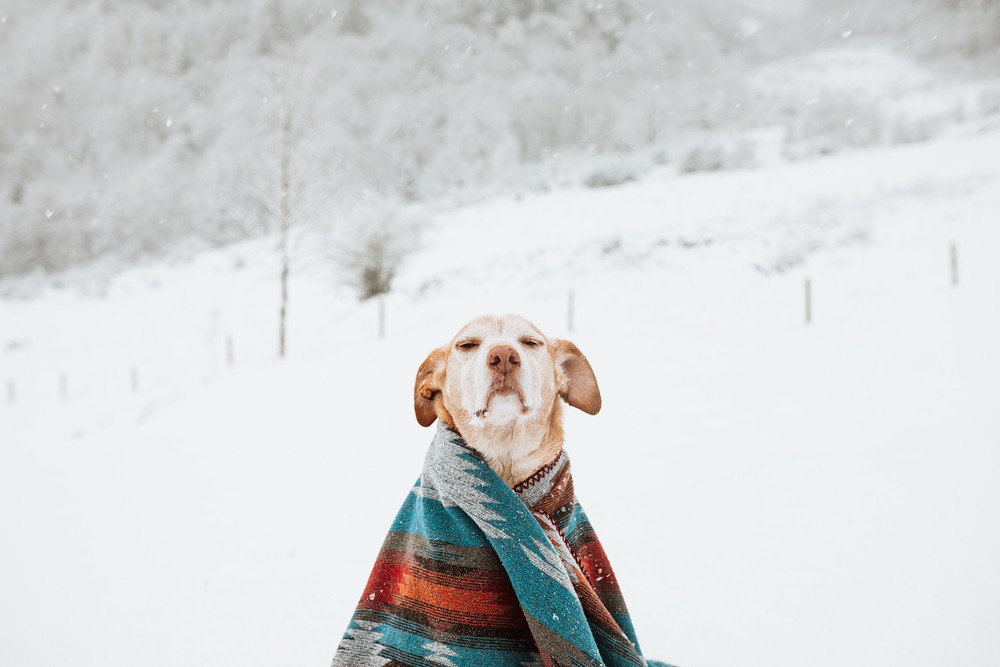 Cachorro tremendo: principais causas e quando se preocupar | Saúde ...