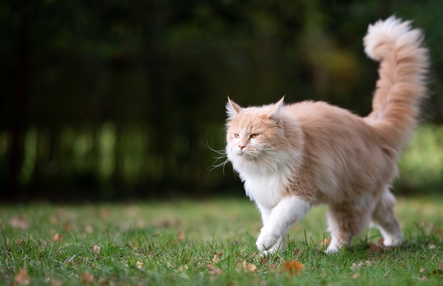 13 sinais de que seu gato gosta de você | Comportamento | Vida de Bicho