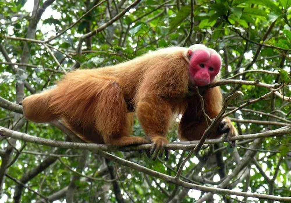 Conheça 9 macacos do Brasil ameaçados de extinção | Comportamento ...