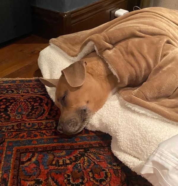 Halsey perde cachorro e desabafa sobre o momento em redes sociais ...