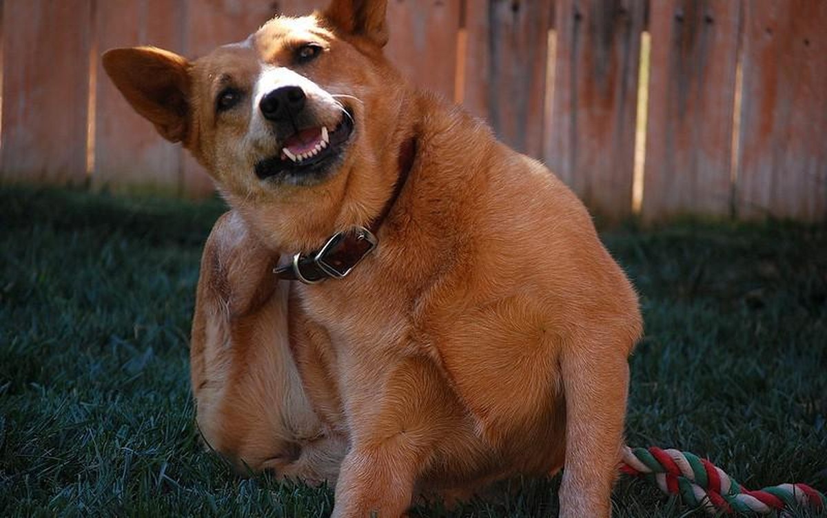 Sarna canina: saiba os tipos, os sintomas e o que fazer | Saúde | Vida ...