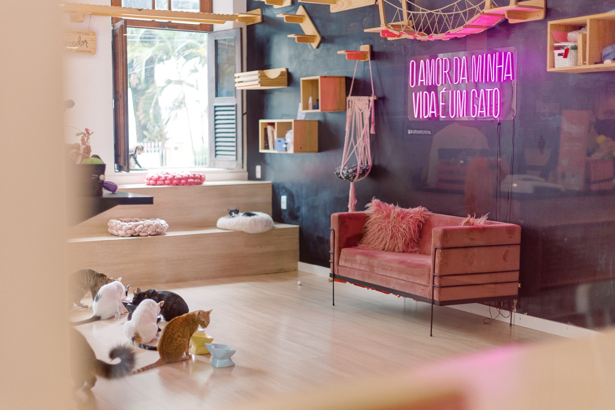 Café e… gato? A tendência japonesa dos cat cafés conquistou o Brasil ...