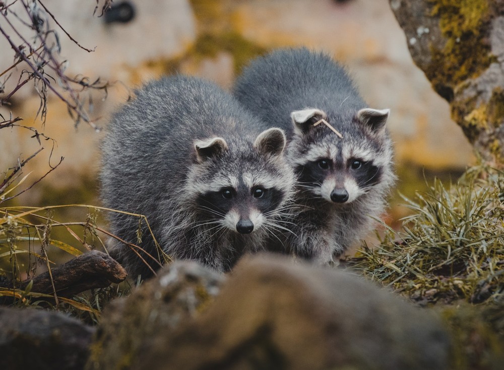 Doze coisas que você provavelmente não sabia sobre os guaxinins ...