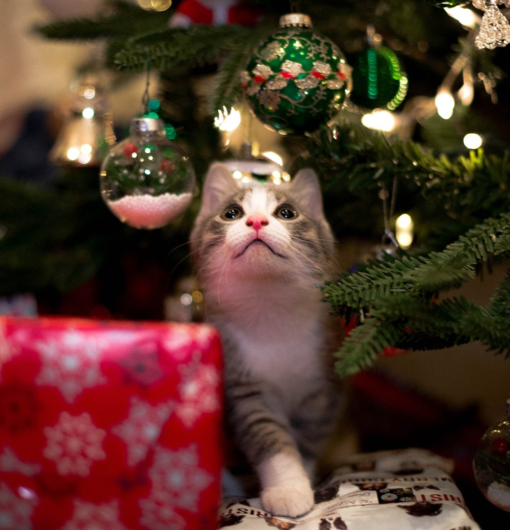 10 dicas de presentes de Natal para o seu gato | Comportamento | Vida ...