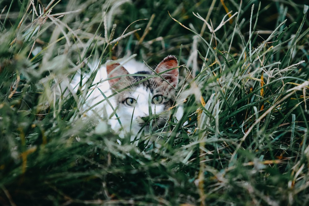 Grama para gatos: conheça os benefícios e saiba quando utilizá-la ...